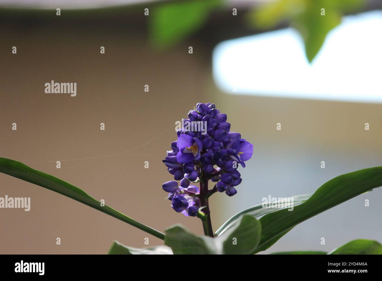 Blue ginger (Dichorisandra thyrsiflora Stock Photo - Alamy