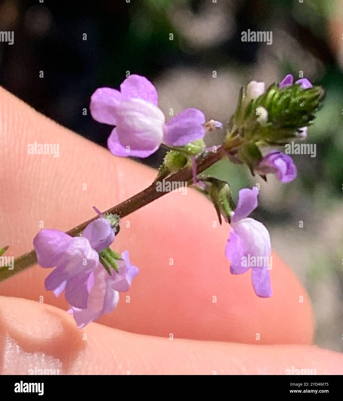 blue toadflax (Nuttallanthus canadensis Stock Photo - Alamy