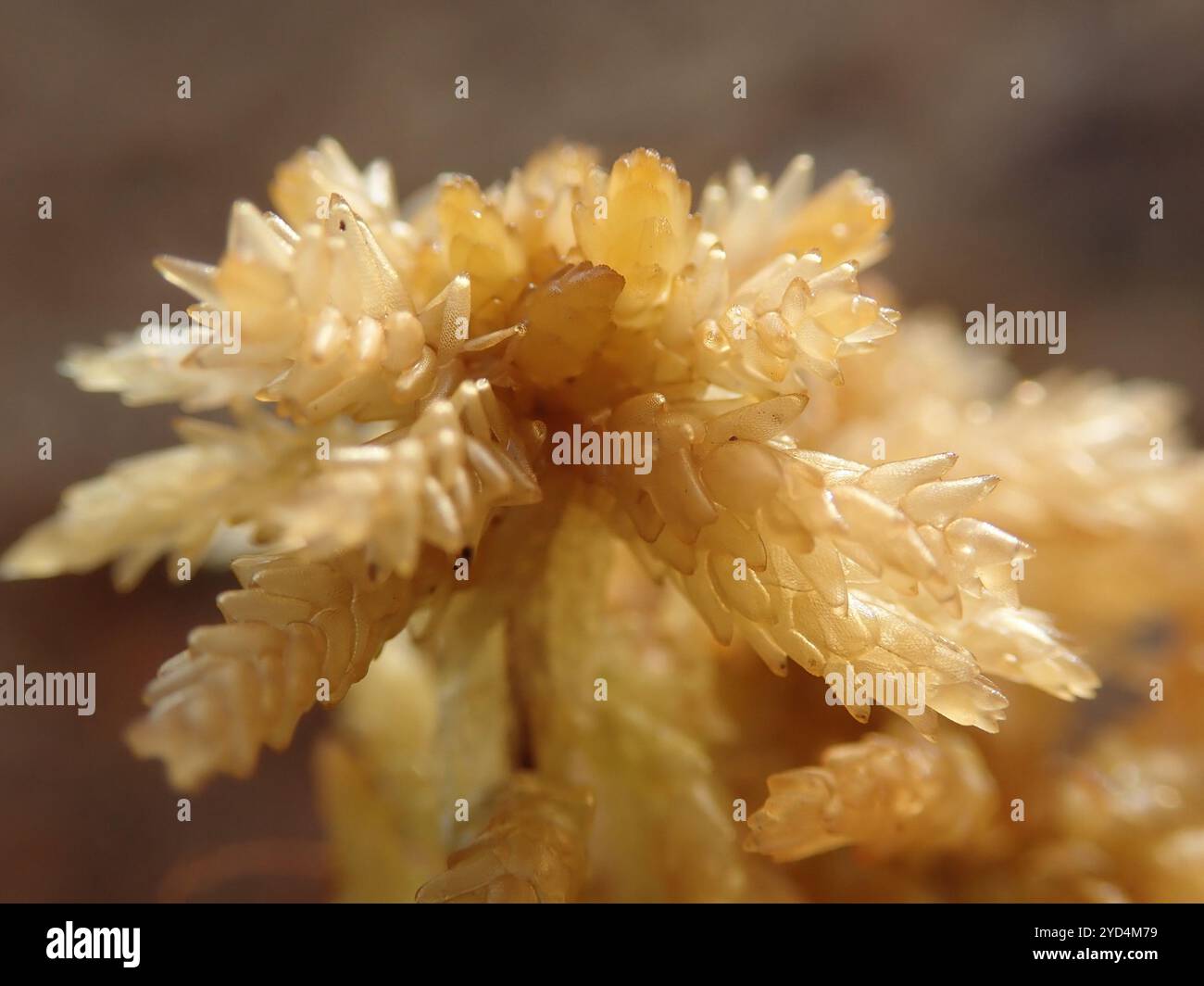 Papillose Peatmoss (Sphagnum papillosum Stock Photo - Alamy