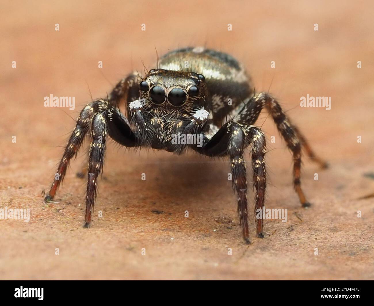Twin-flagged Jumping Spider (Anasaitis canosus Stock Photo - Alamy
