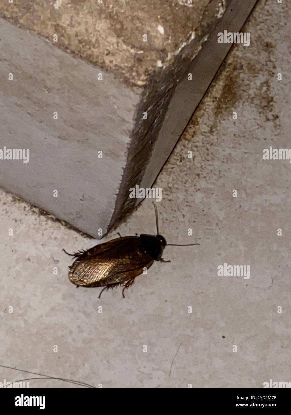 Surinam Cockroach (Pycnoscelus surinamensis Stock Photo - Alamy