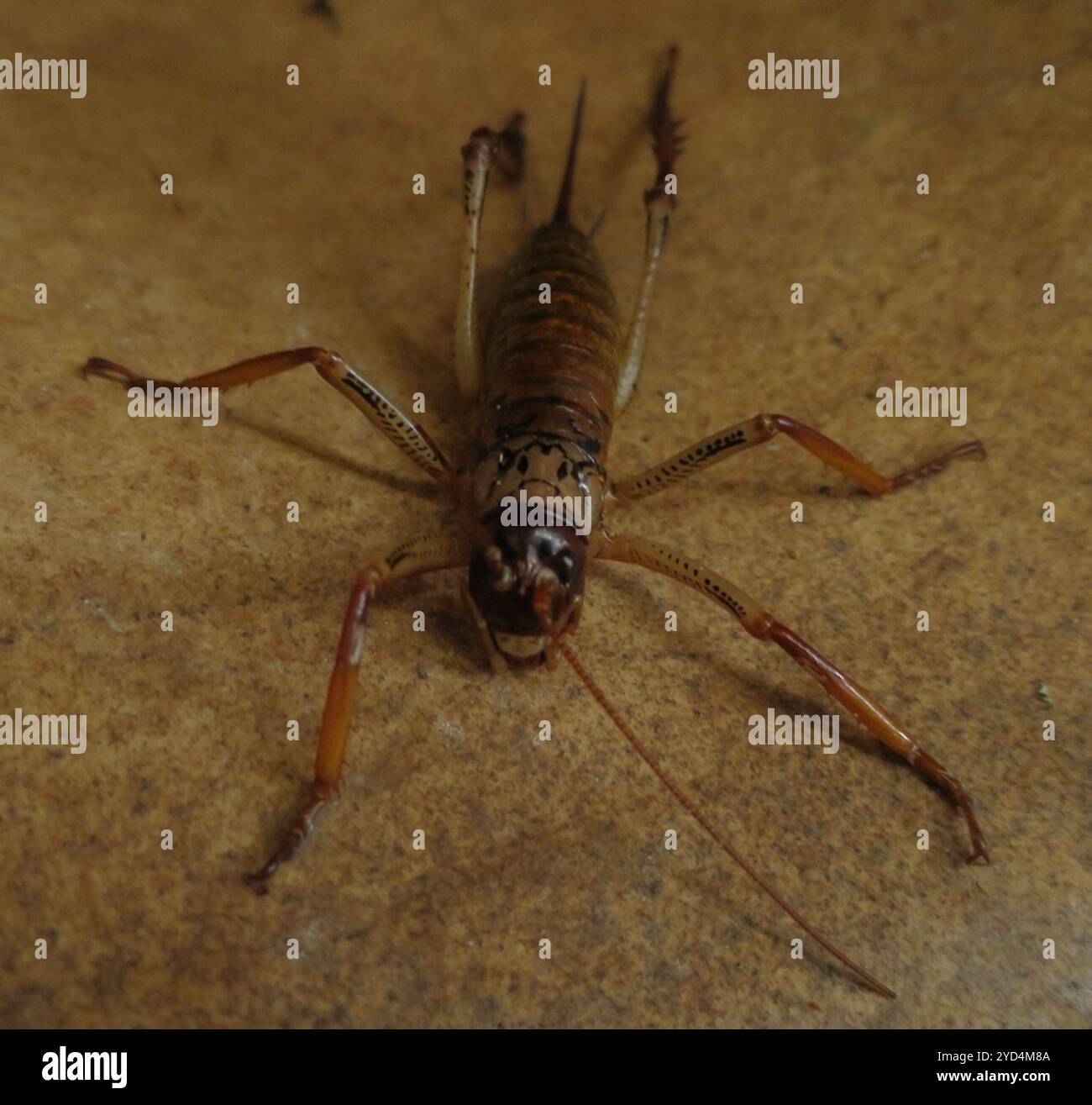 Auckland Tree Weta (Hemideina thoracica Stock Photo - Alamy