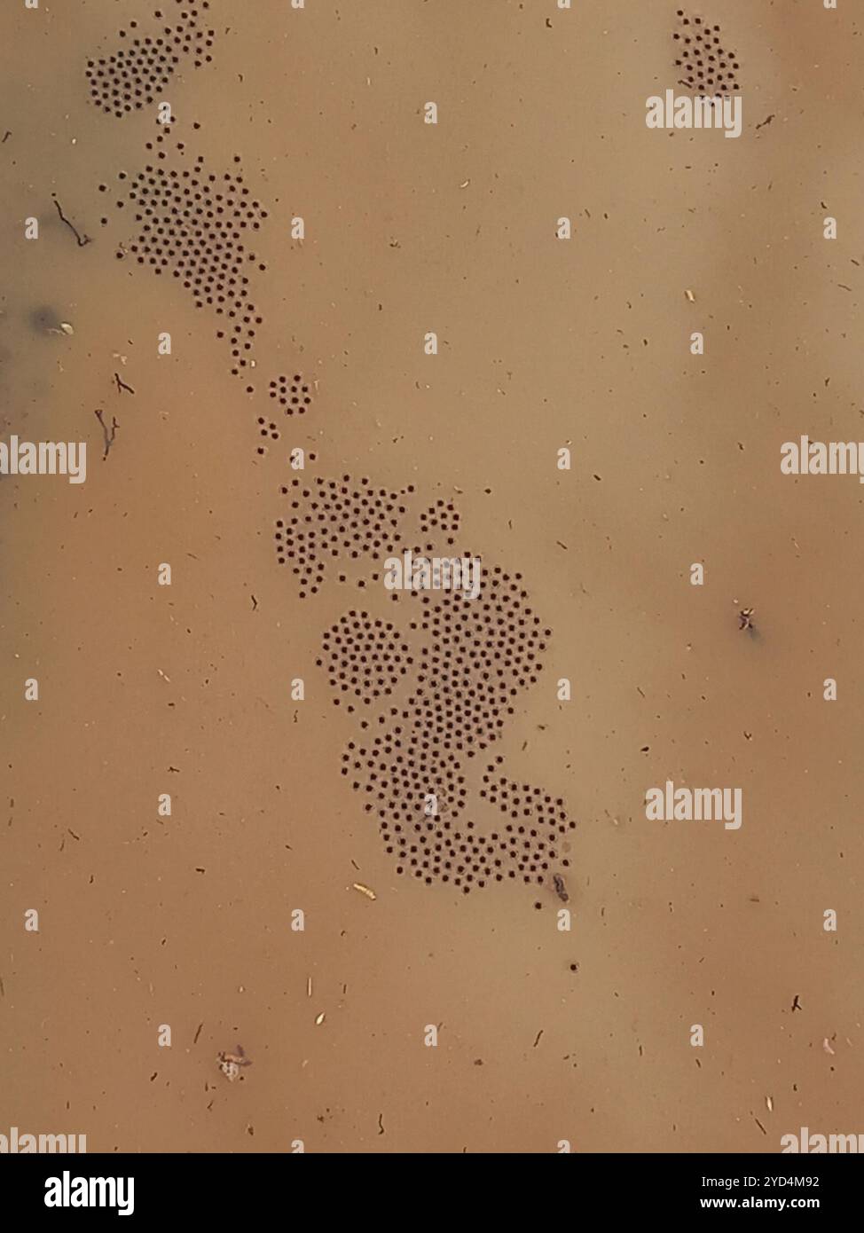 Red-Banded Rubber Frog (Phrynomantis bifasciatus Stock Photo - Alamy