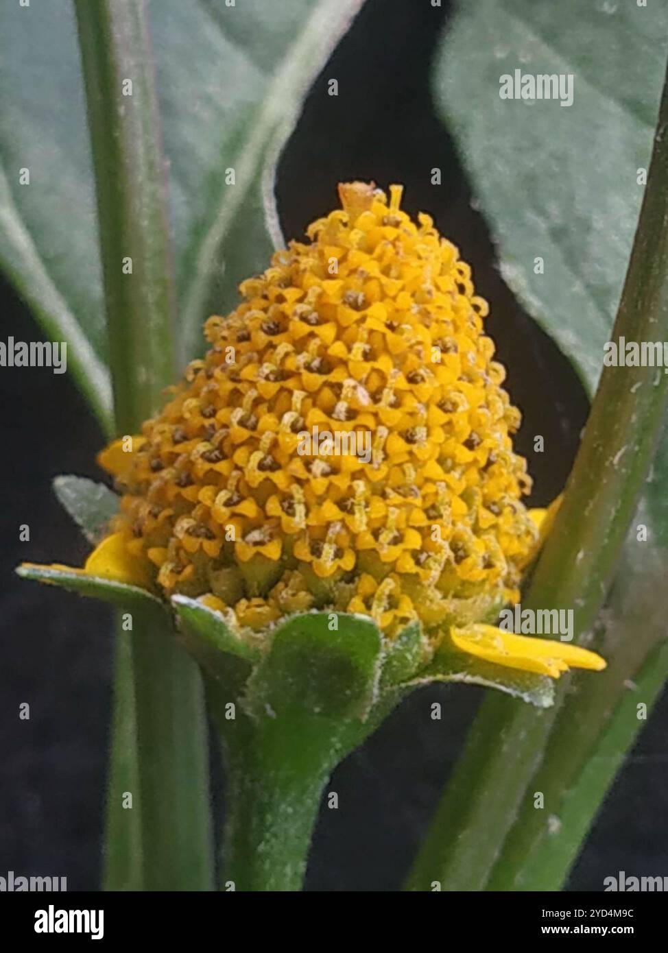 marsh para cress (Acmella uliginosa Stock Photo - Alamy
