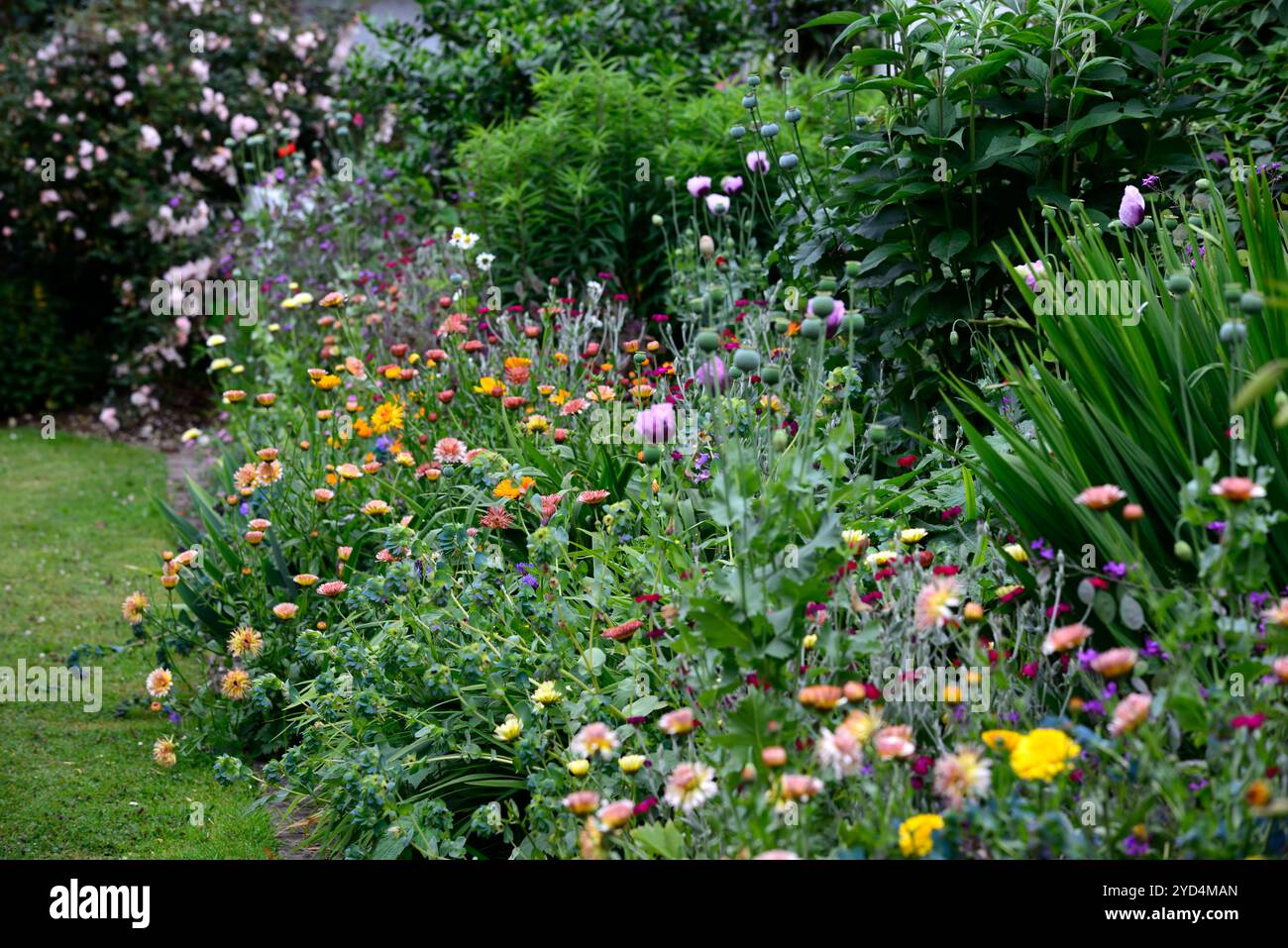 Calendula officinalis,lychnis coronaria,Leucanthemum × superbum ...
