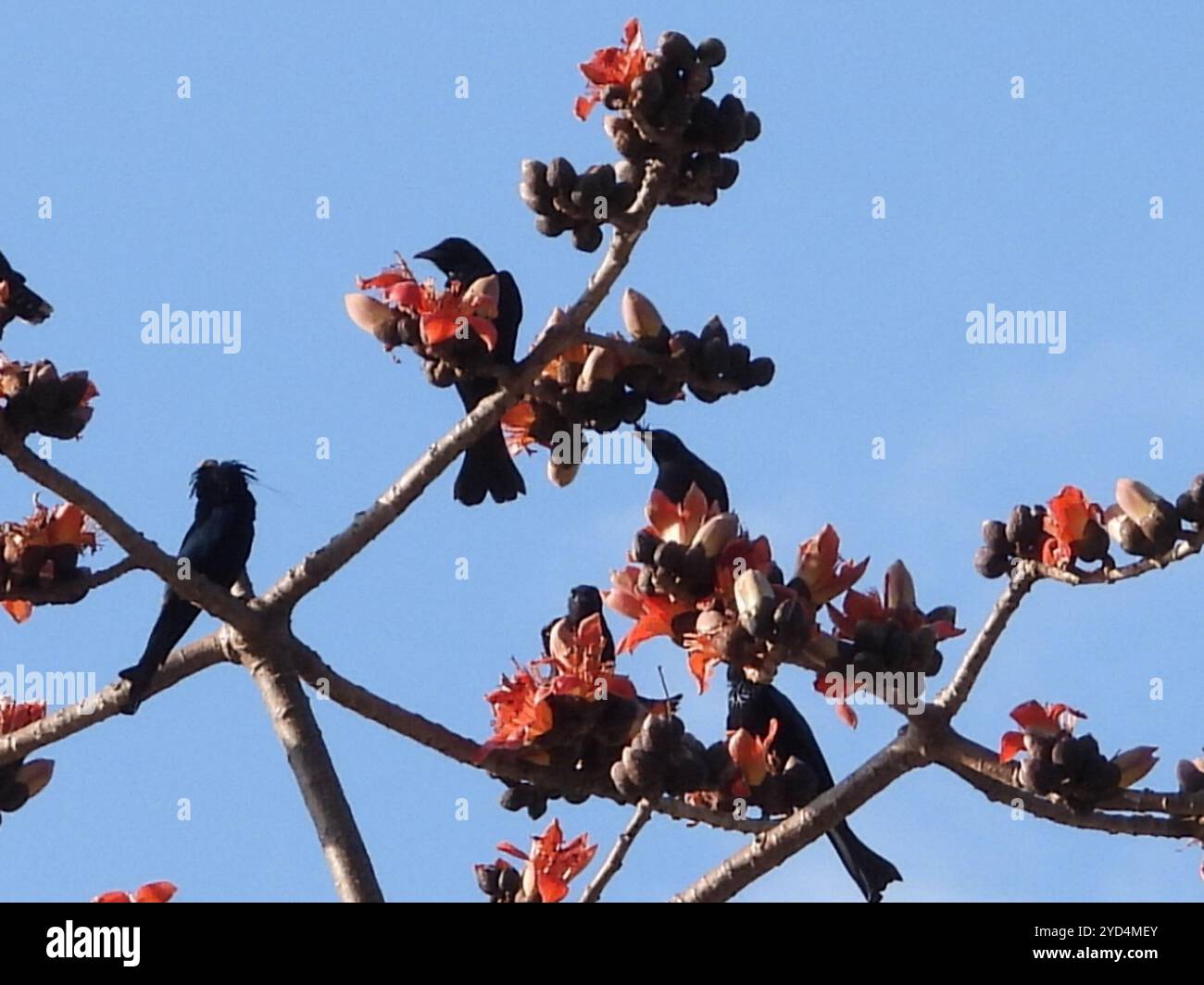 Hair-crested Drongo (Dicrurus hottentottus Stock Photo - Alamy