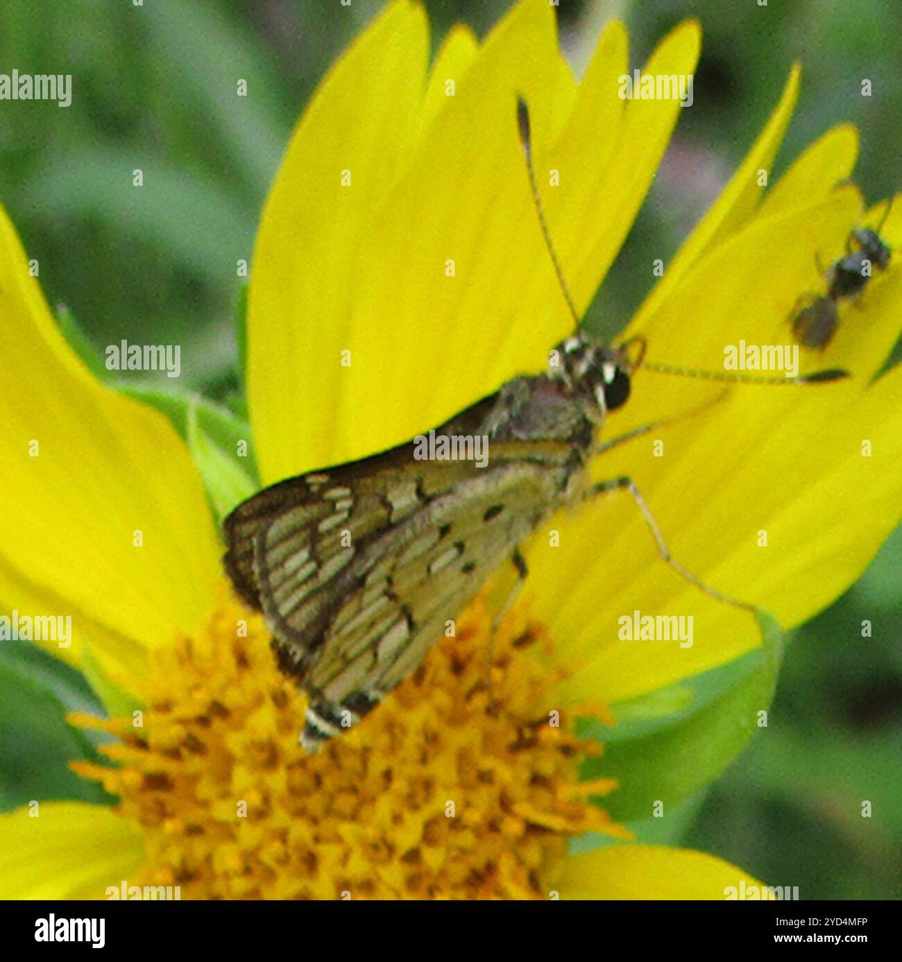 Pale Ranger (Dotta callicles Stock Photo - Alamy