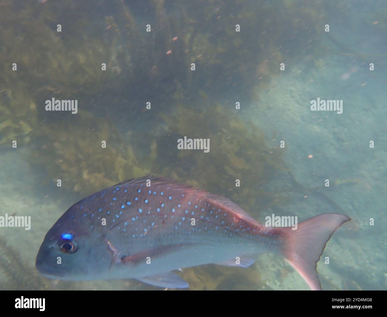 Chrysophrys auratus hi-res stock photography and images - Alamy