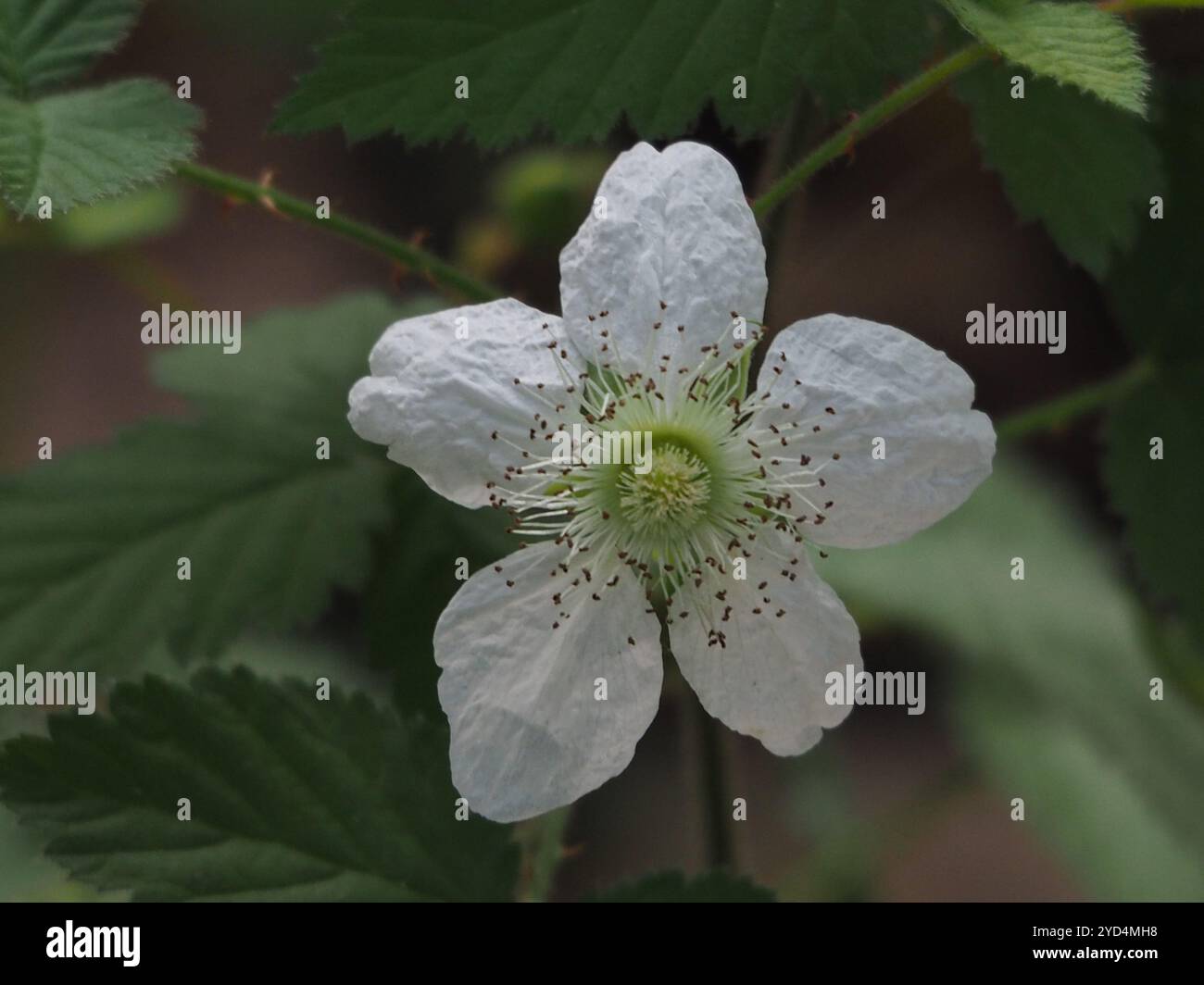 roseleaf bramble (Rubus rosifolius Stock Photo - Alamy
