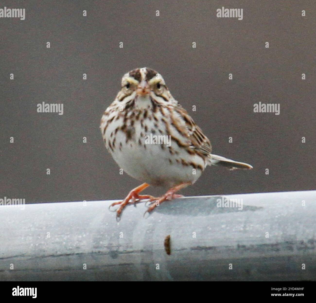 Savannah Sparrow (Passerculus sandwichensis Stock Photo - Alamy