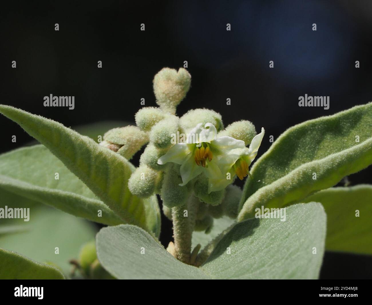 potato tree (Solanum erianthum Stock Photo - Alamy