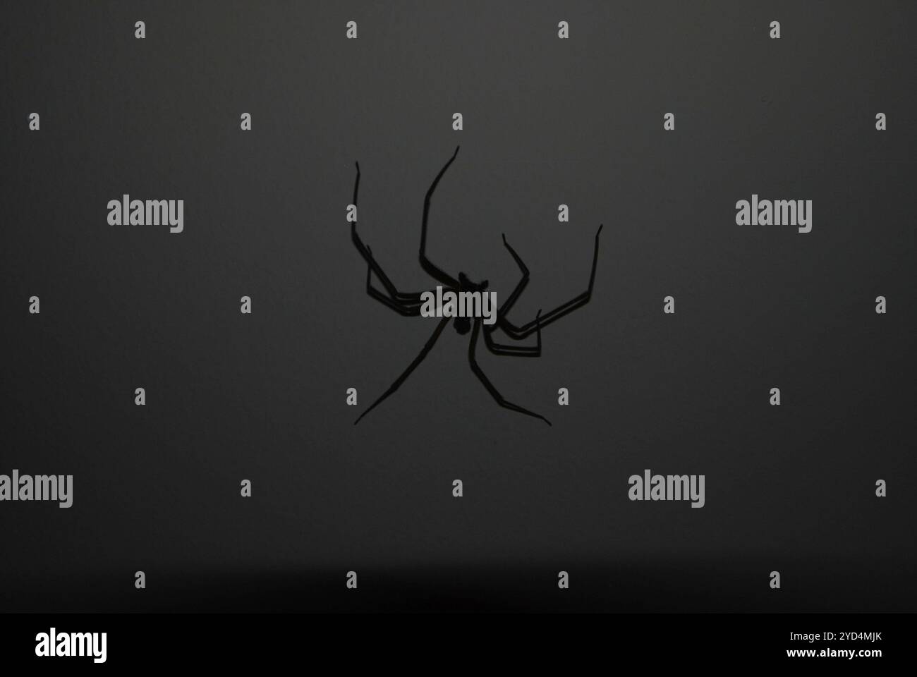 Brown Recluse (Loxosceles reclusa Stock Photo - Alamy