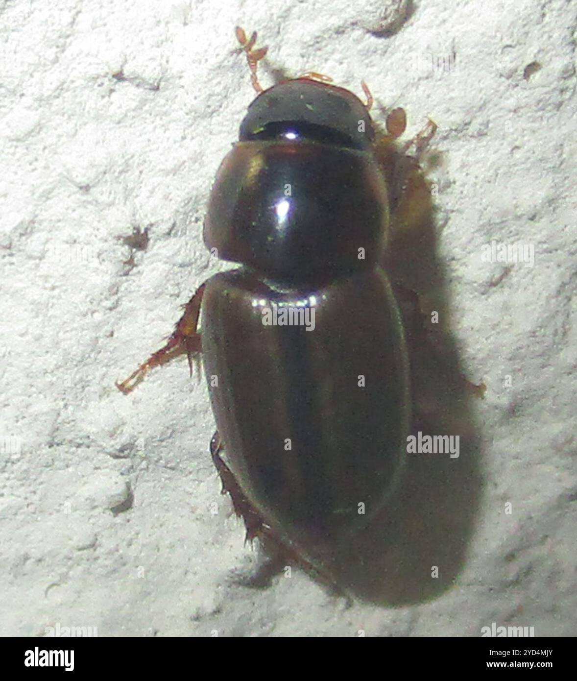 Small Dung Beetles (Aphodiinae Stock Photo - Alamy