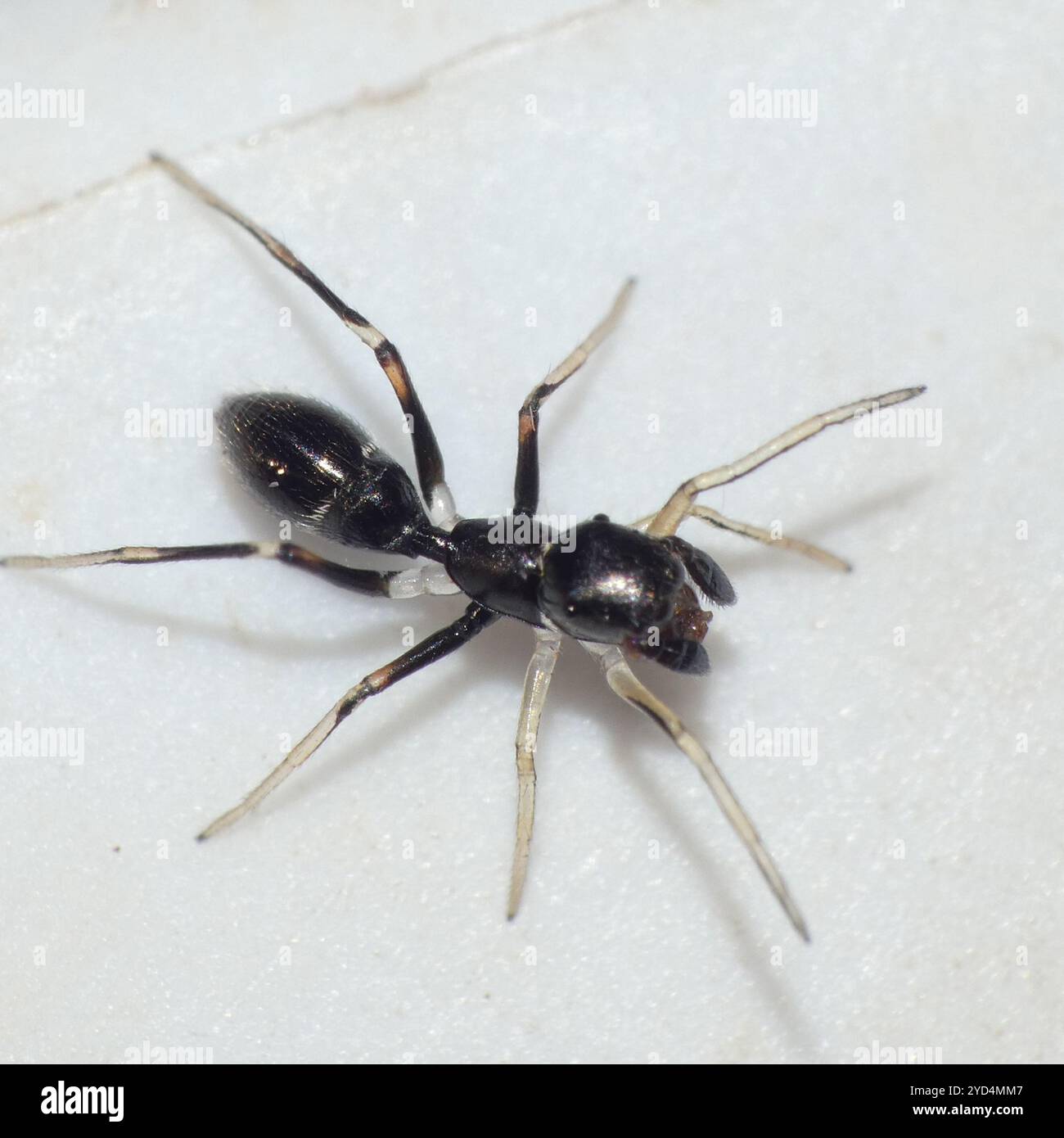 Ant-mimic Spiders (Myrmarachne Stock Photo - Alamy