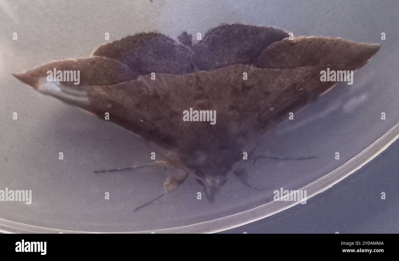 Underwing, Tiger, Tussock, and Allied Moths (Erebidae Stock Photo - Alamy
