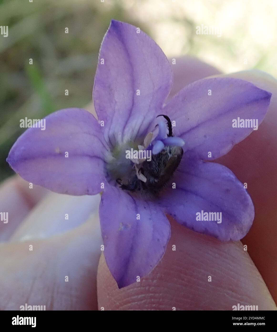 African Blue Bell (Wahlenbergia undulata Stock Photo - Alamy