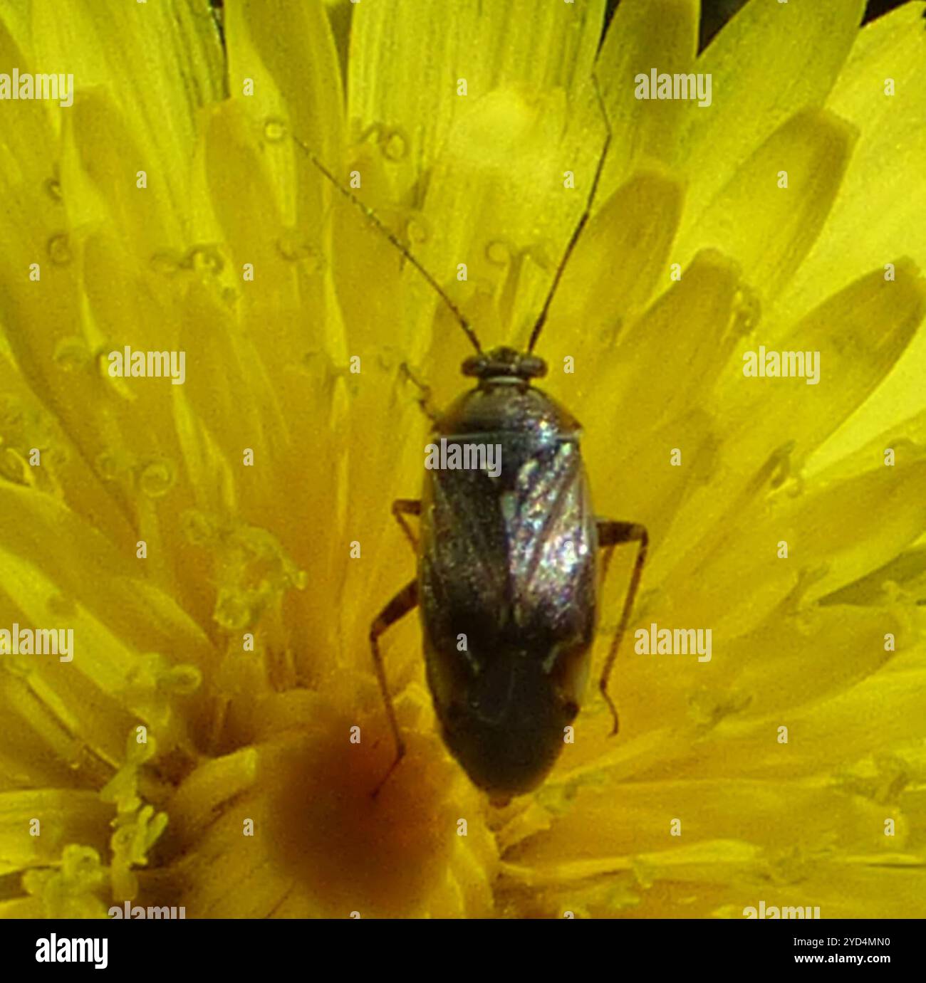 North American Tarnished Plant Bug (Lygus lineolaris Stock Photo - Alamy