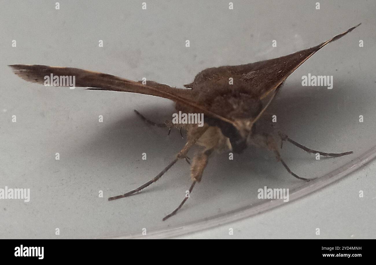 Underwing, Tiger, Tussock, and Allied Moths (Erebidae Stock Photo - Alamy