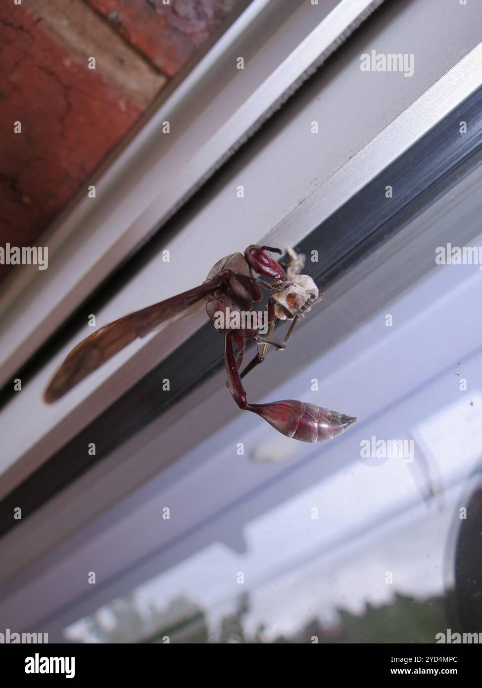 Needle-waisted Paper Wasps (Belonogaster Stock Photo - Alamy
