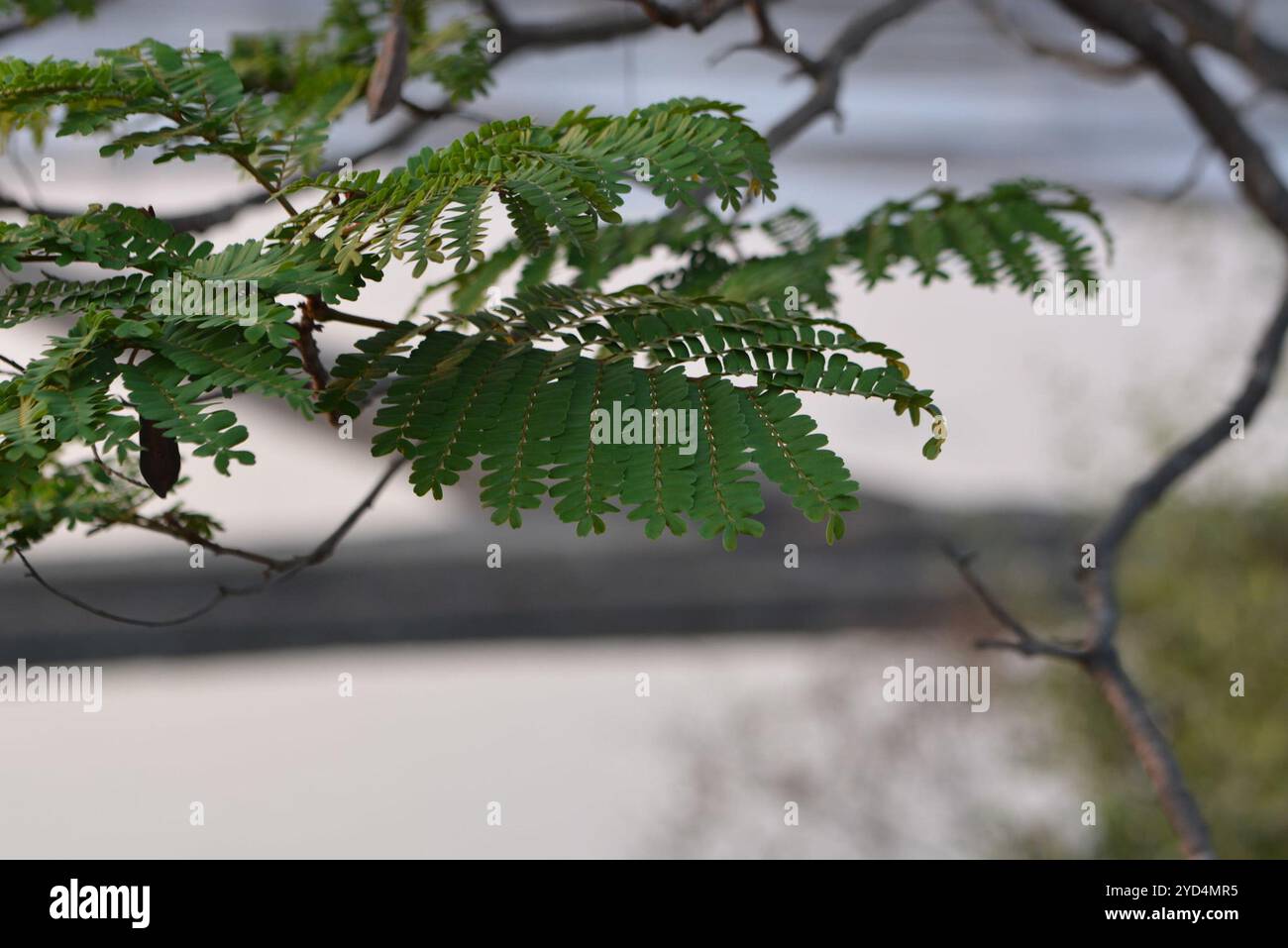 Yellow Flame Tree (Peltophorum pterocarpum Stock Photo - Alamy