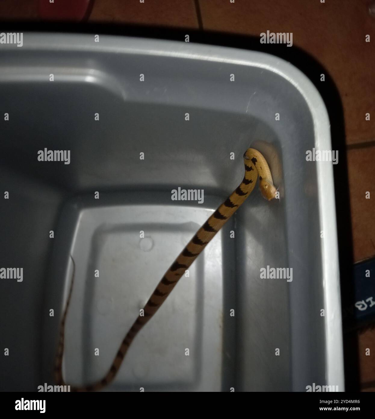 Common Tiger Snake (Telescopus semiannulatus Stock Photo - Alamy