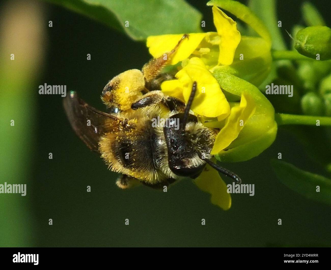 Mining Bees (Andrena Stock Photo - Alamy