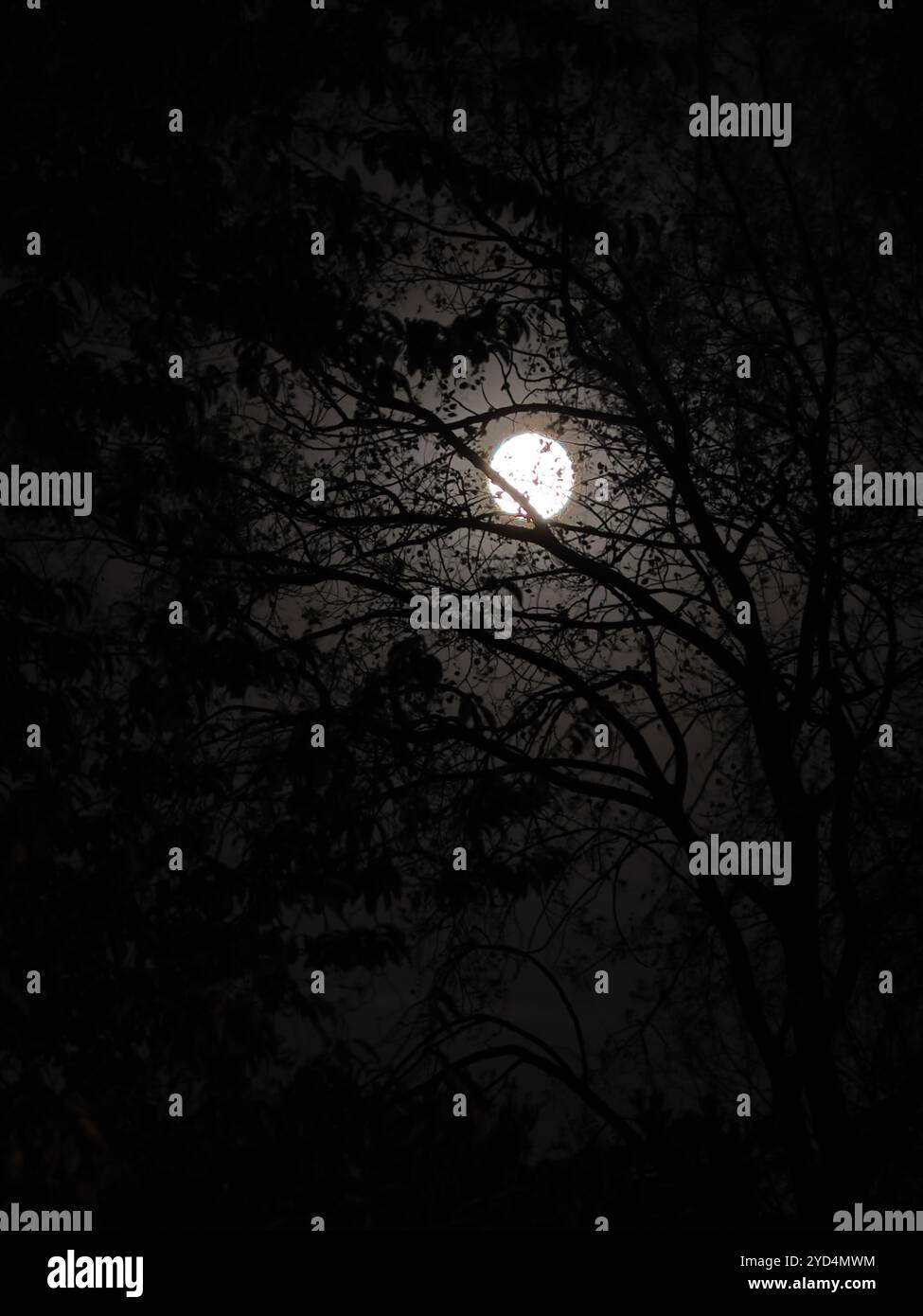 a bright full moon seen through dark tree branches Stock Photo - Alamy