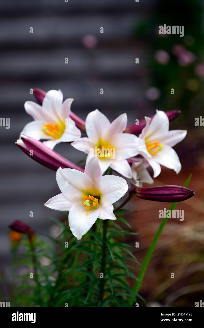 lilium regale,regal lily, white trumpet flowers, flowering, lilies ...