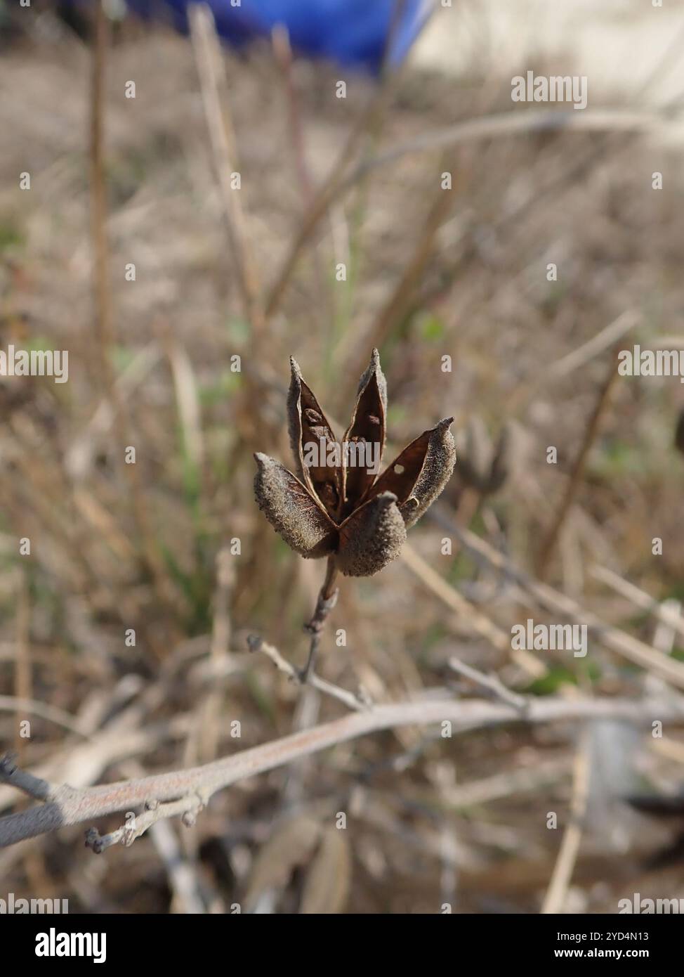 Narrow-leaved Screwtree (Helicteres angustifolia Stock Photo - Alamy