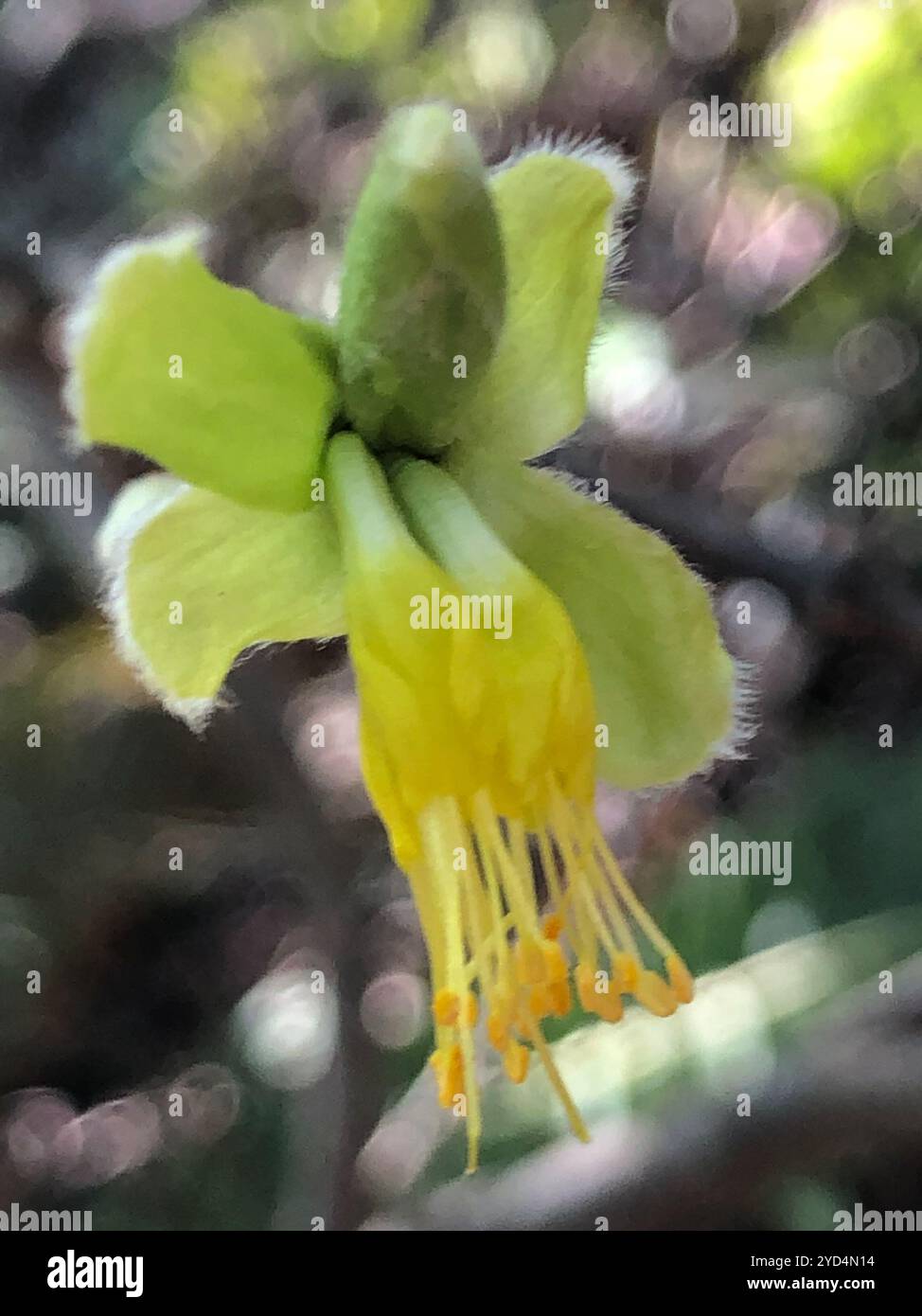 Western Leatherwood (Dirca occidentalis Stock Photo - Alamy