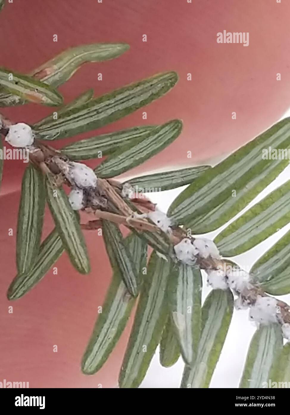 Hemlock Woolly Adelgid (Adelges tsugae Stock Photo - Alamy