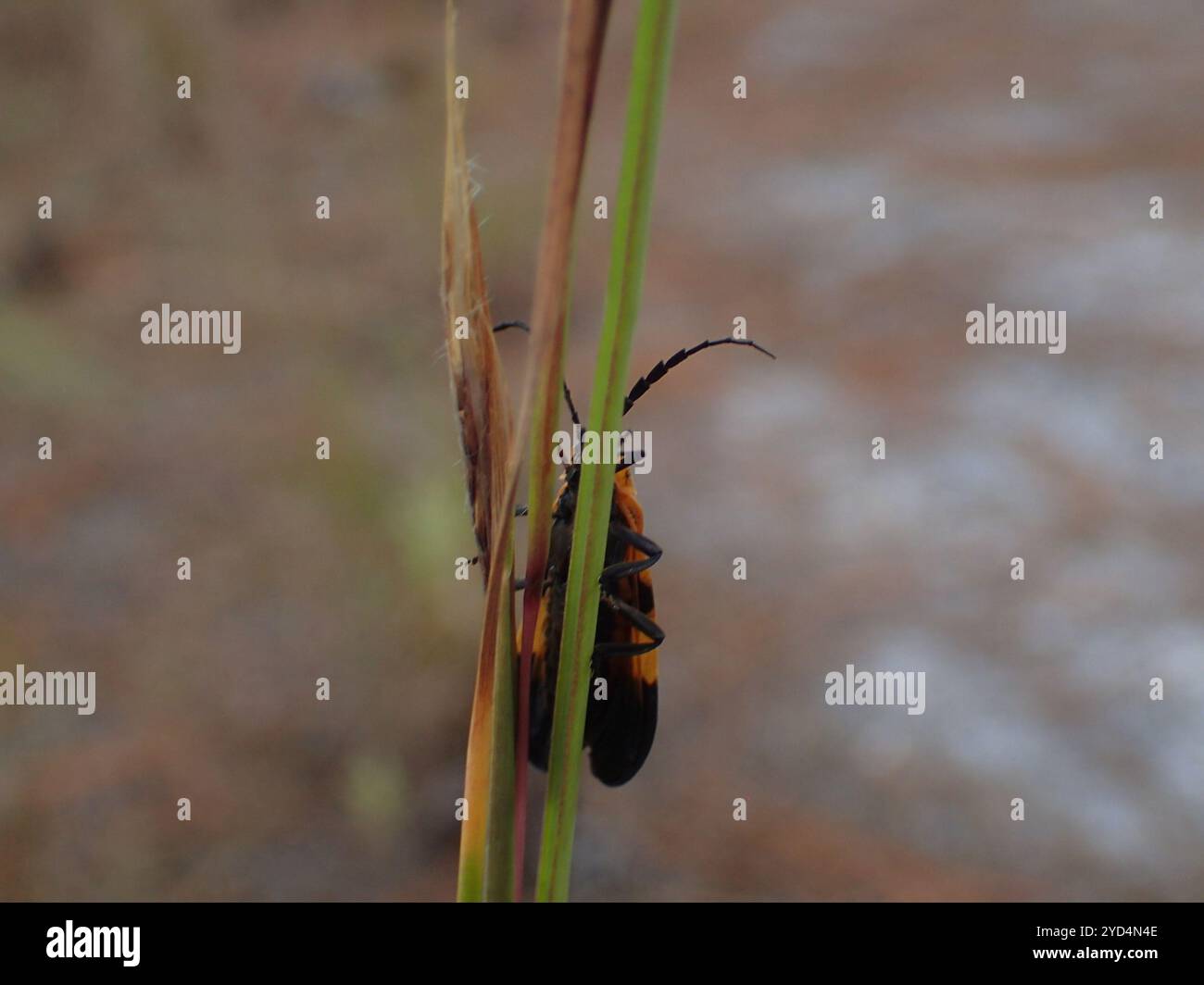 Reticulated Net-winged Beetle (Calopteron reticulatum Stock Photo - Alamy