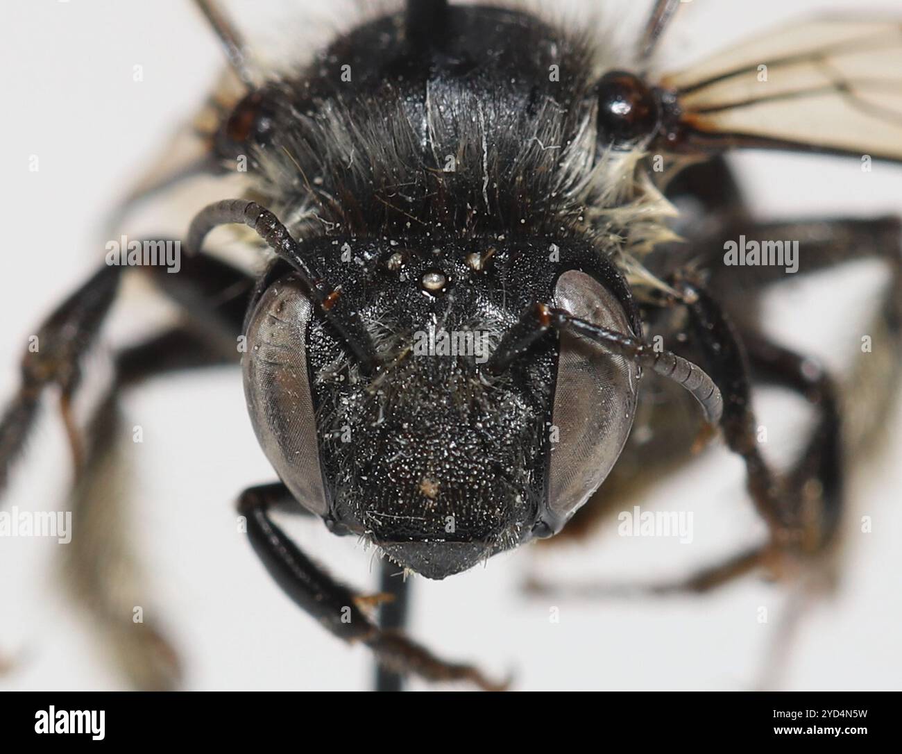 Orange-tipped Wood-digger (Anthophora terminalis Stock Photo - Alamy