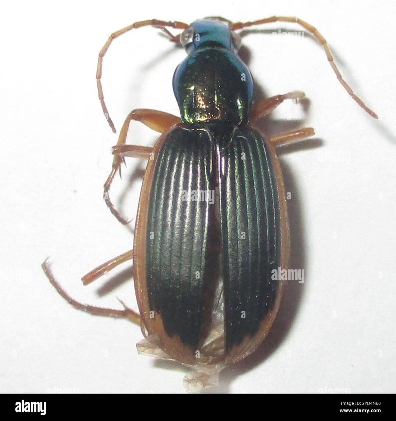 Vivid Metallic Ground Beetles (Chlaenius Stock Photo - Alamy