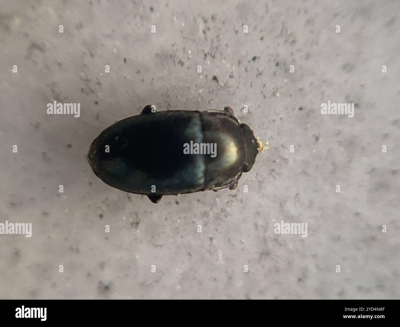 Common Pollen Beetle (Brassicogethes aeneus Stock Photo - Alamy