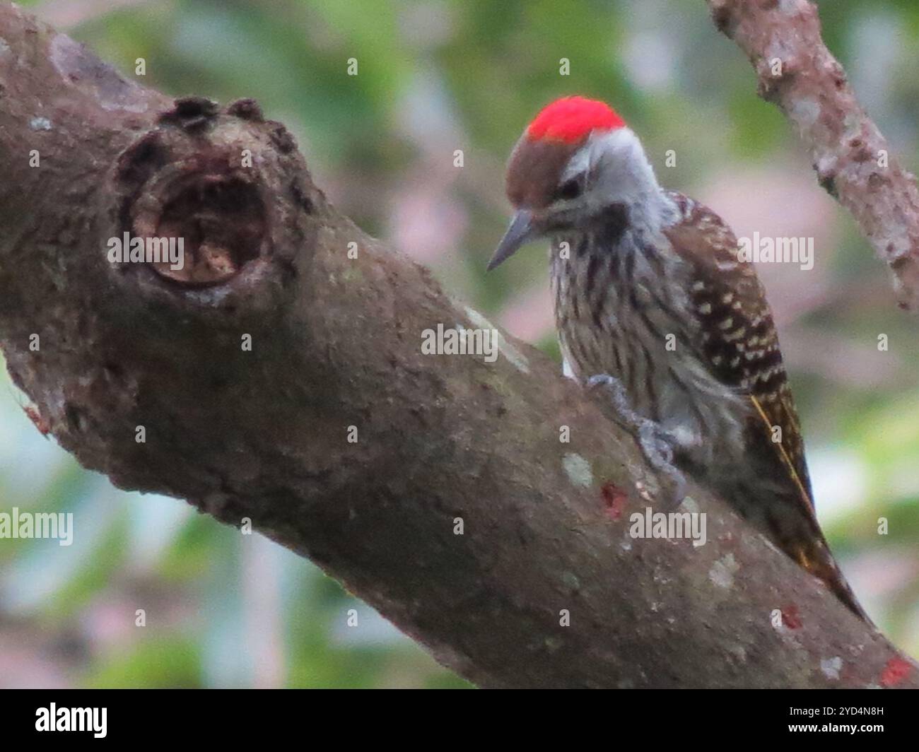 Cardinal Woodpecker (Dendropicos fuscescens Stock Photo - Alamy