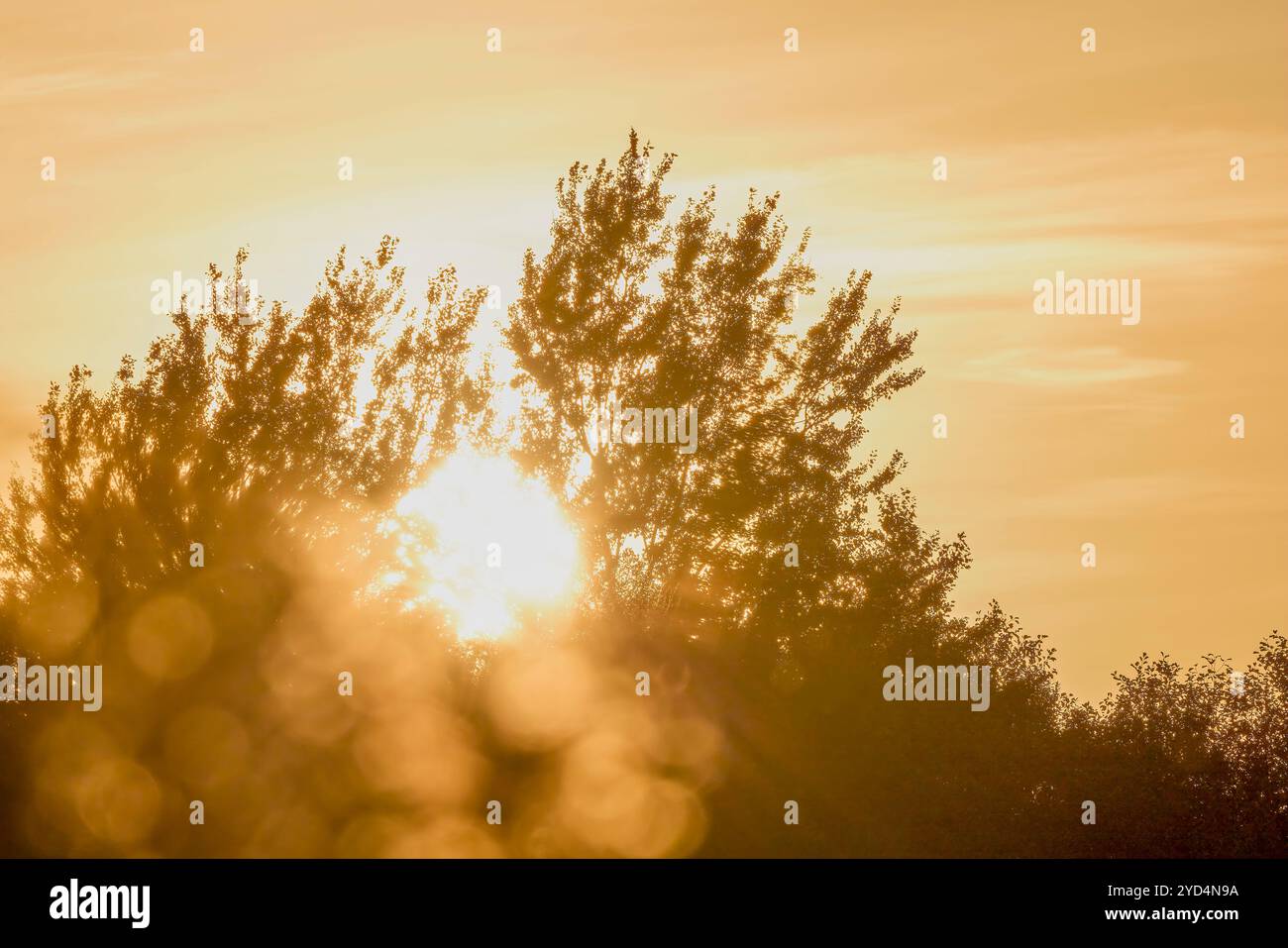 abstract landscape with the setting sun among trees out of focus Stock ...