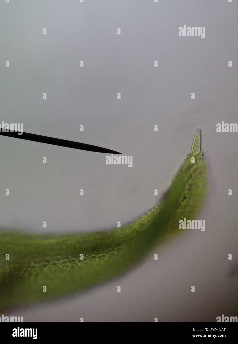 Bird's-Claw Beard-Moss (Barbula unguiculata Stock Photo - Alamy