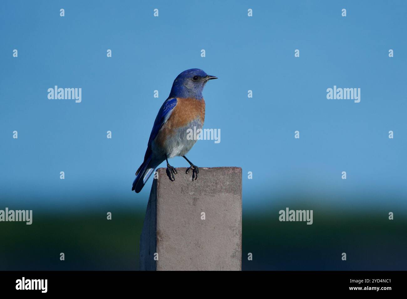 Western Bluebird (Sialia mexicana Stock Photo - Alamy