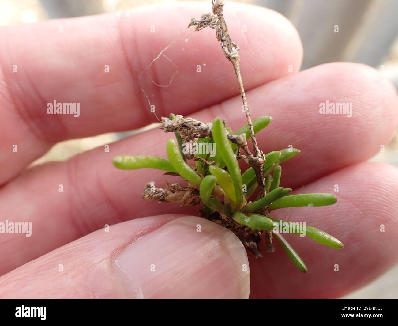 Saltmarsh Sand Spurry (Spergularia marina Stock Photo - Alamy