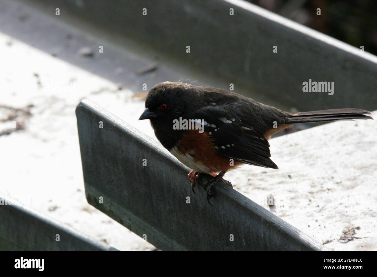 Spotted Towhee (Pipilo maculatus Stock Photo - Alamy