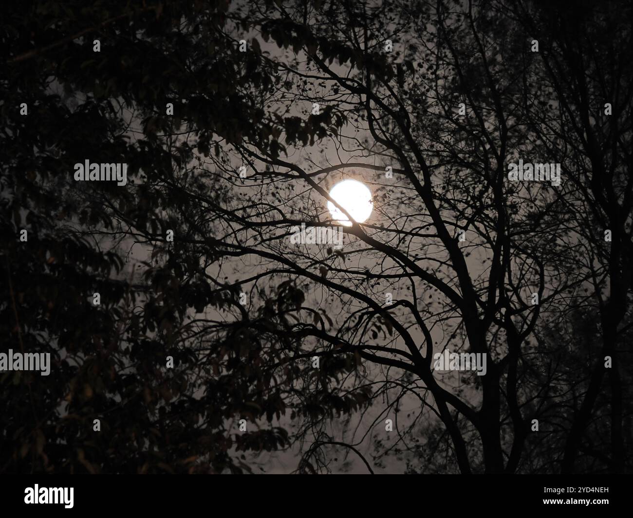 a bright full moon seen through dark tree branches Stock Photo - Alamy