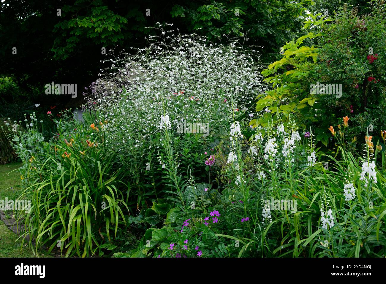Chamaenerion angustifolium,Epilobium angustifolium, gysophila ...