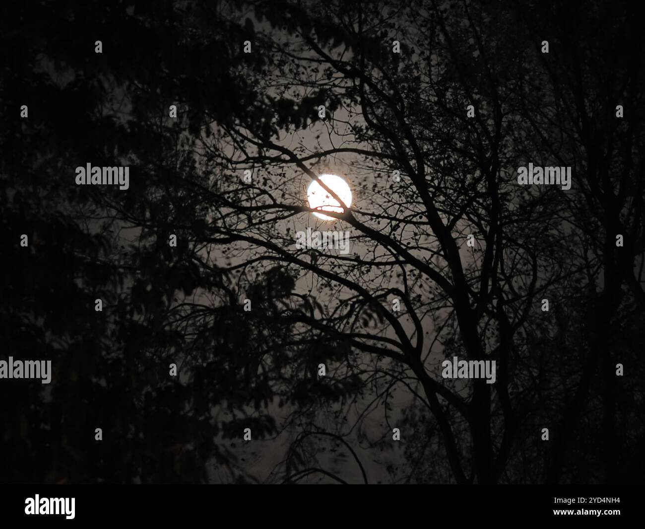 a bright full moon seen through dark tree branches Stock Photo - Alamy