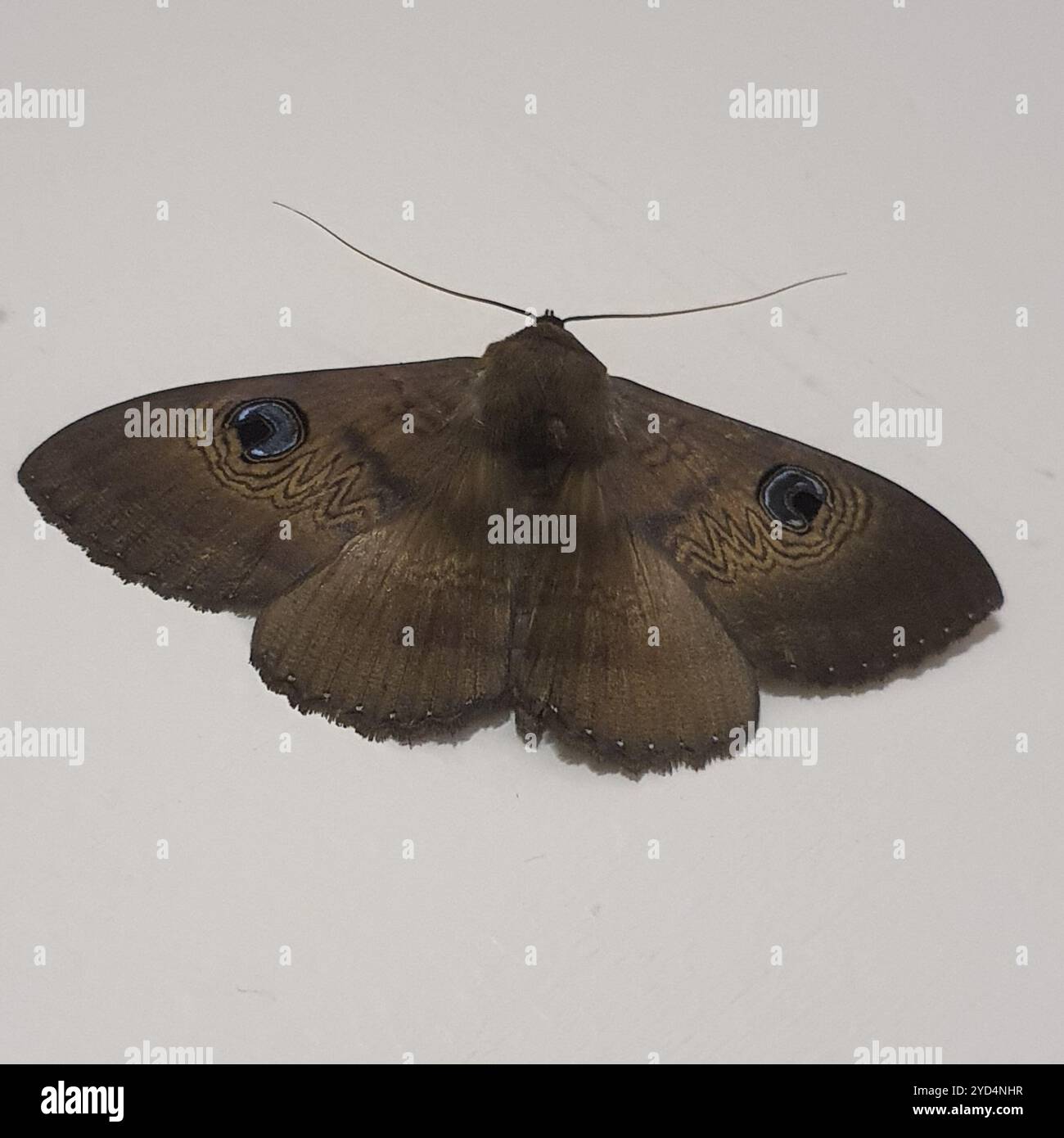 Southern Moon Moth (Dasypodia selenophora Stock Photo - Alamy
