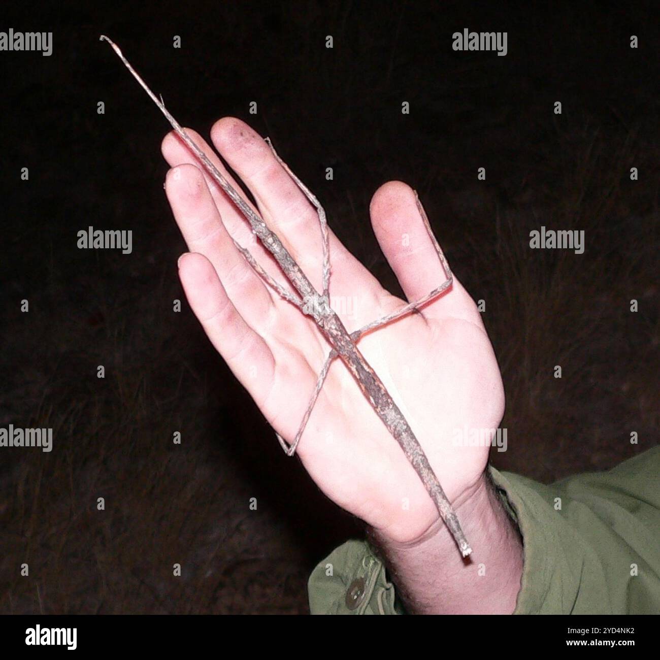 African Giant Stick Insects (Bactrododema Stock Photo - Alamy
