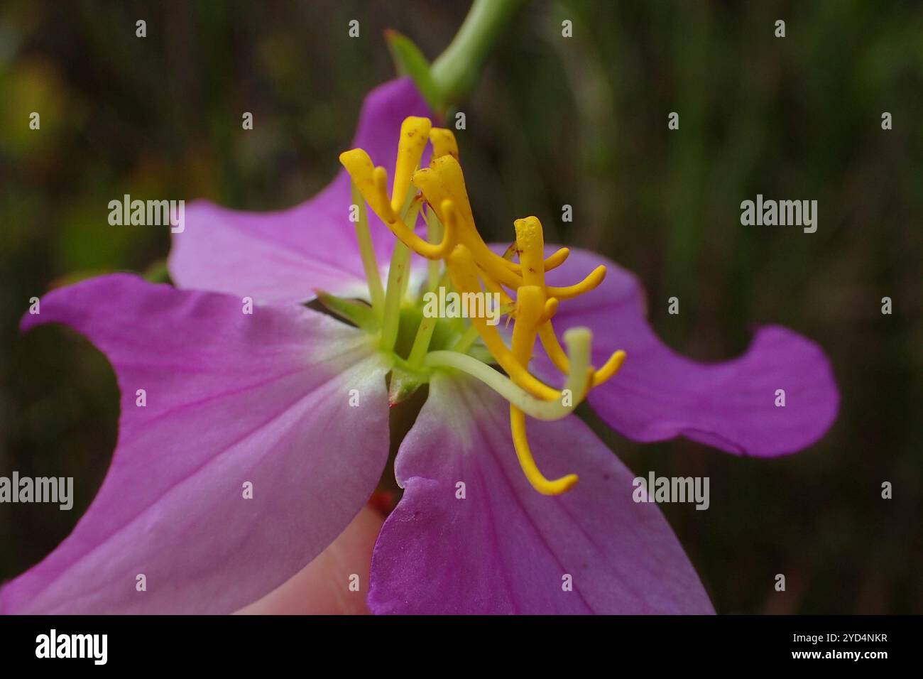 Maid Marian (Rhexia nashii Stock Photo - Alamy