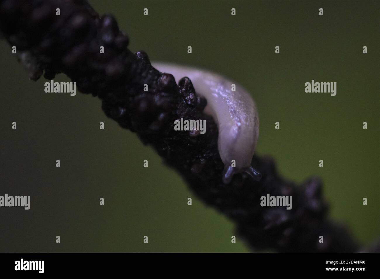 Common Land Snails and Slugs (Stylommatophora Stock Photo - Alamy