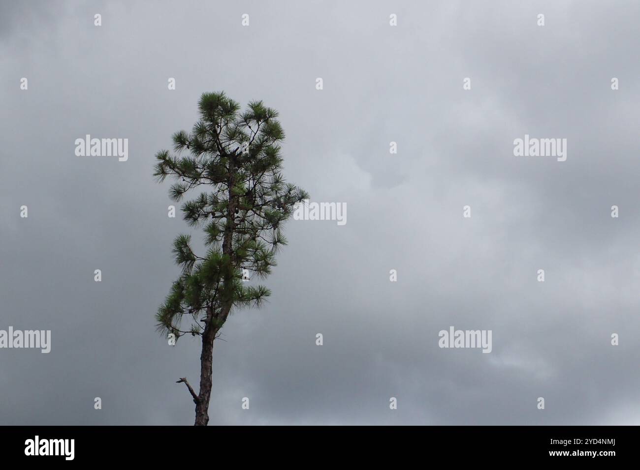 pond pine (Pinus serotina Stock Photo - Alamy