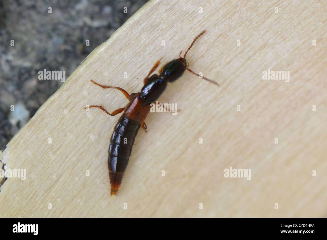 Othius hi-res stock photography and images - Alamy